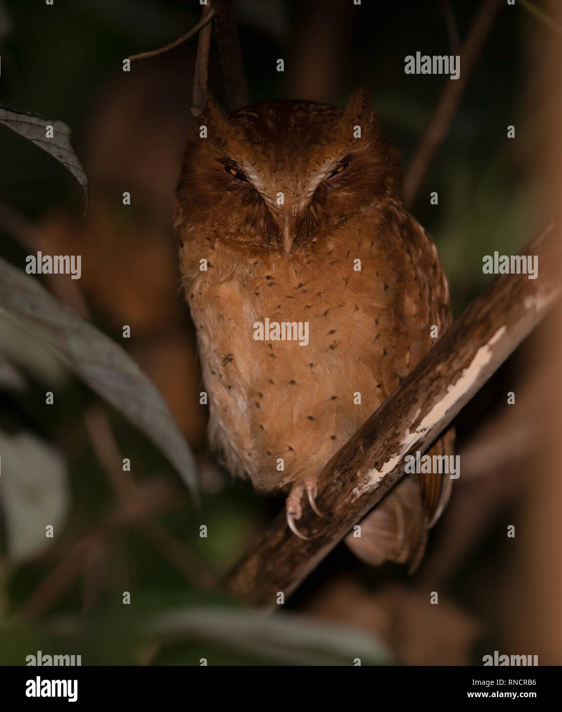 Serendib's Scops owl Stock Photo - Alamy
