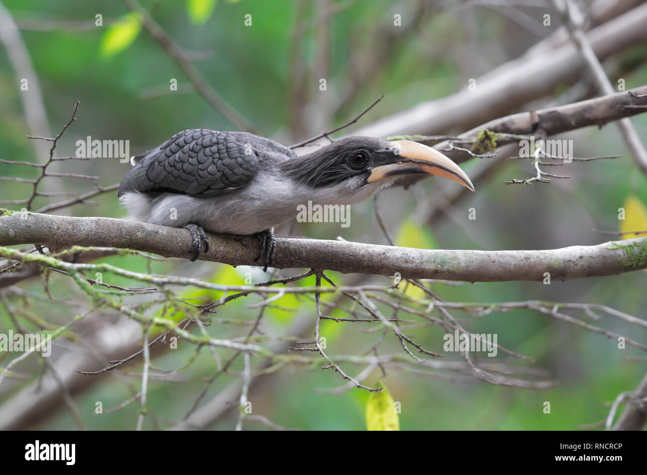 Sri Lanka Grey Hornbill Stock Photo - Alamy