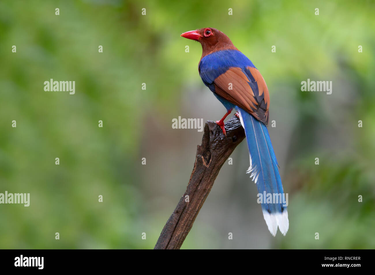 Indian magpie hi-res stock photography and images - Alamy