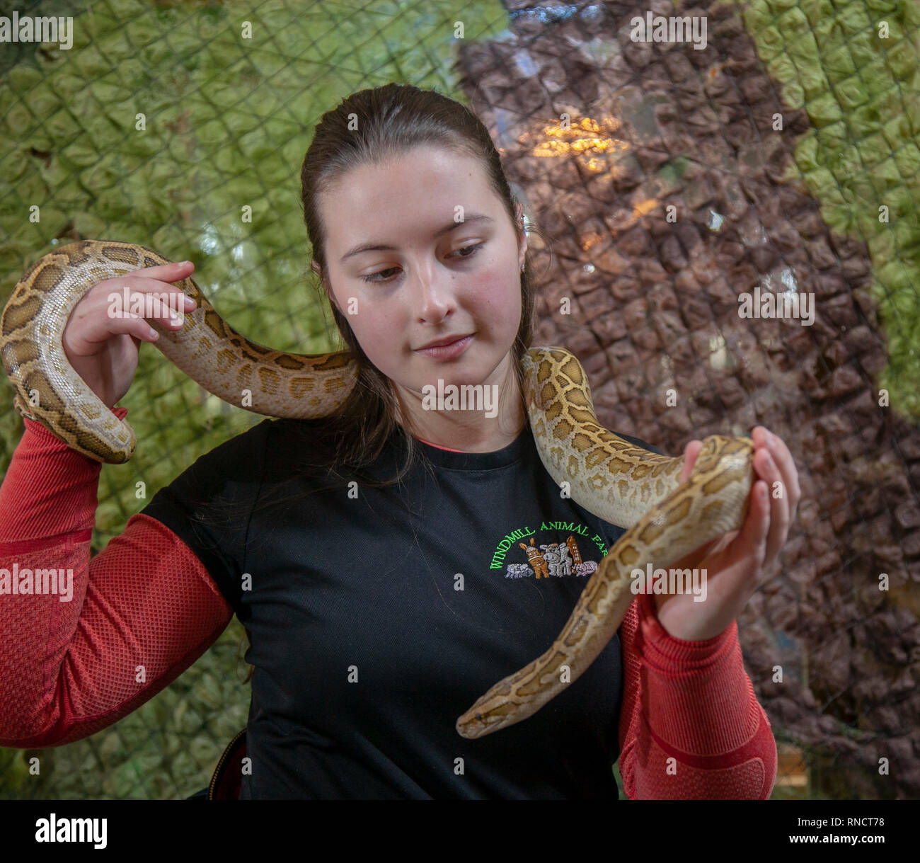 Emily Spatuzzi handling reptiles ( Burmese python snake) at Windmill ...