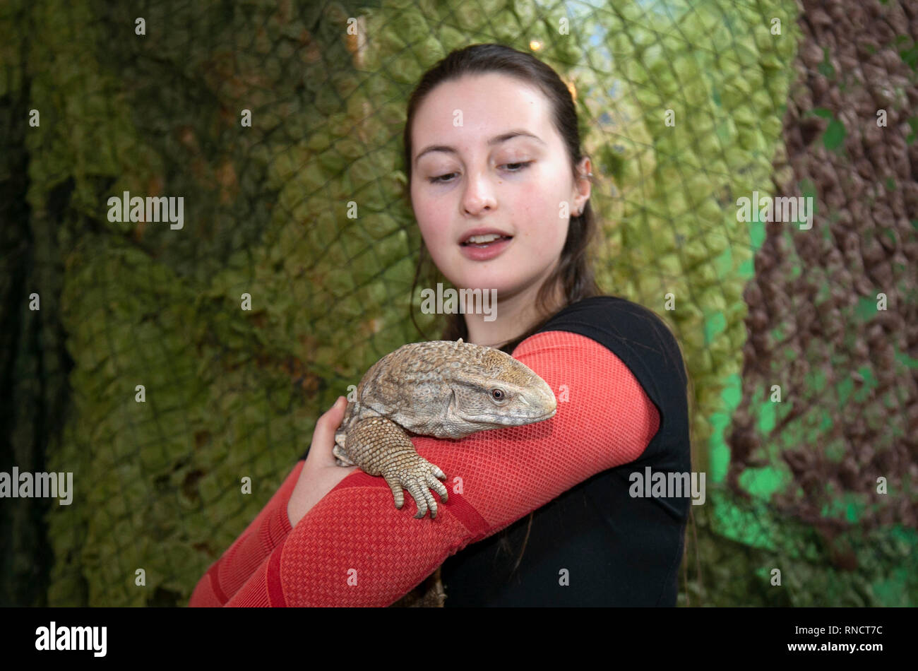 Zoology animals reptiles monitor lizards hi-res stock photography and ...