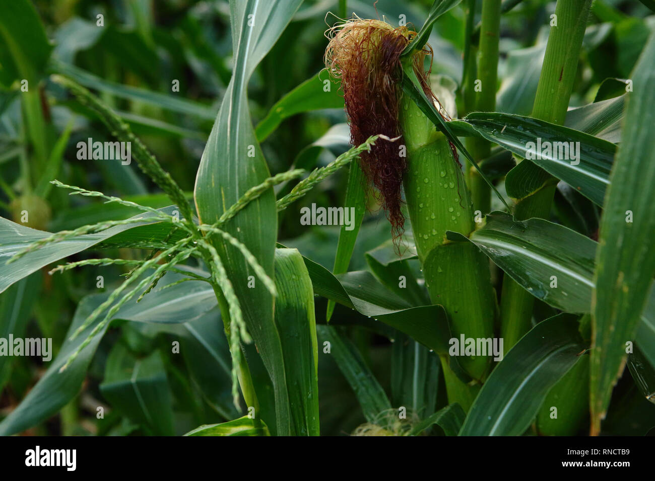 Green sweet corn plants Stock Photo - Alamy