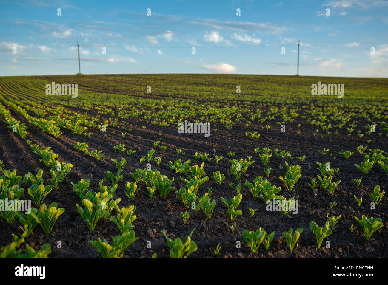 Spring landscape with field and sky Stock Photo - Alamy