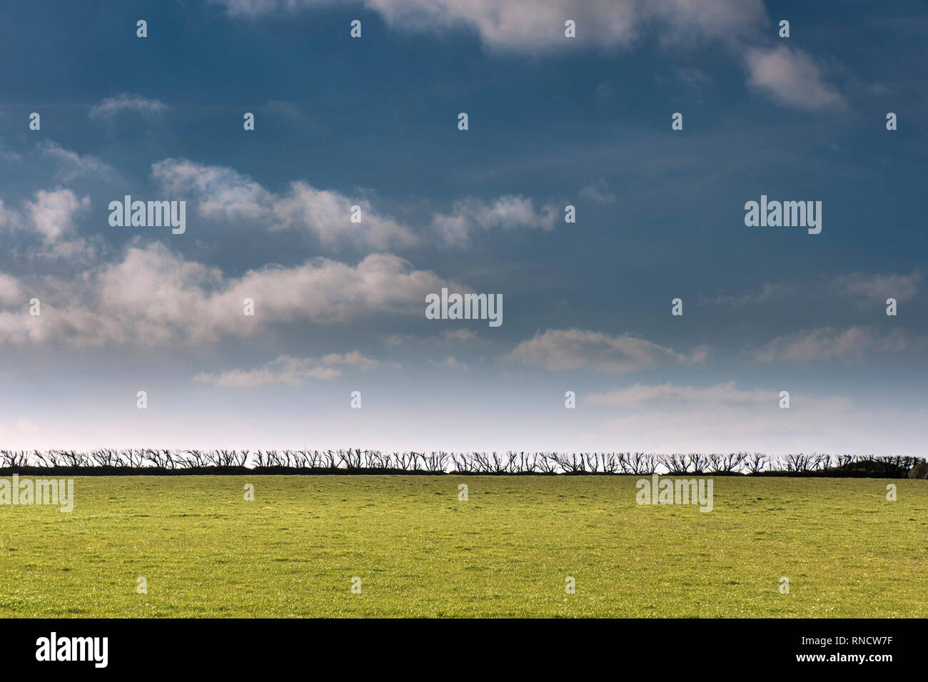 Neat hedge hi-res stock photography and images - Alamy