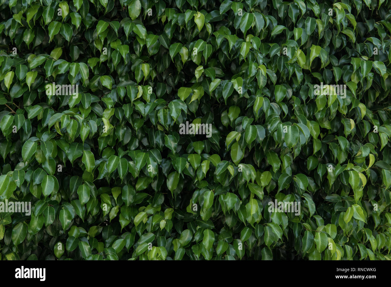 Green leaves texture, foliage backdrop. Nature background, plant ...