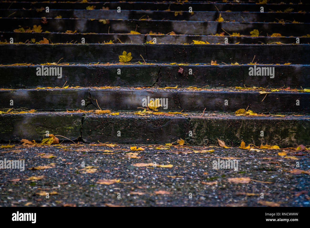 Concrete steps after rain with yellow leafs on them Stock Photo - Alamy