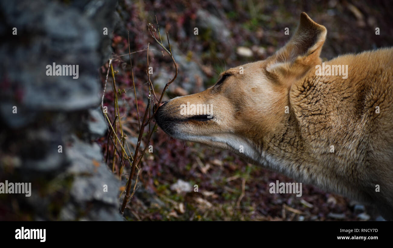 A dog smelling a plant Stock Photo - Alamy
