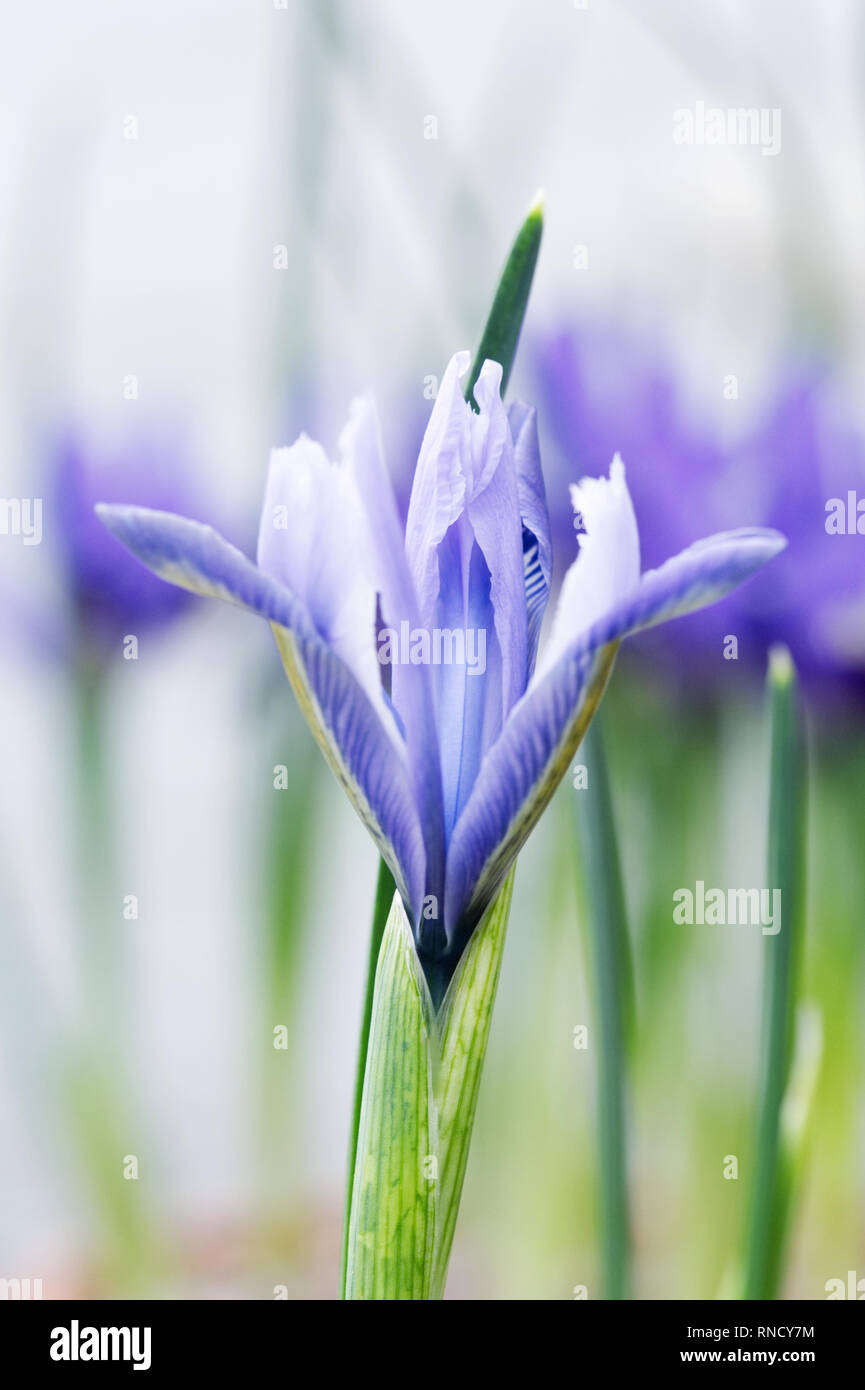 Dwarf iris iris reticulata in blue hi-res stock photography and images ...