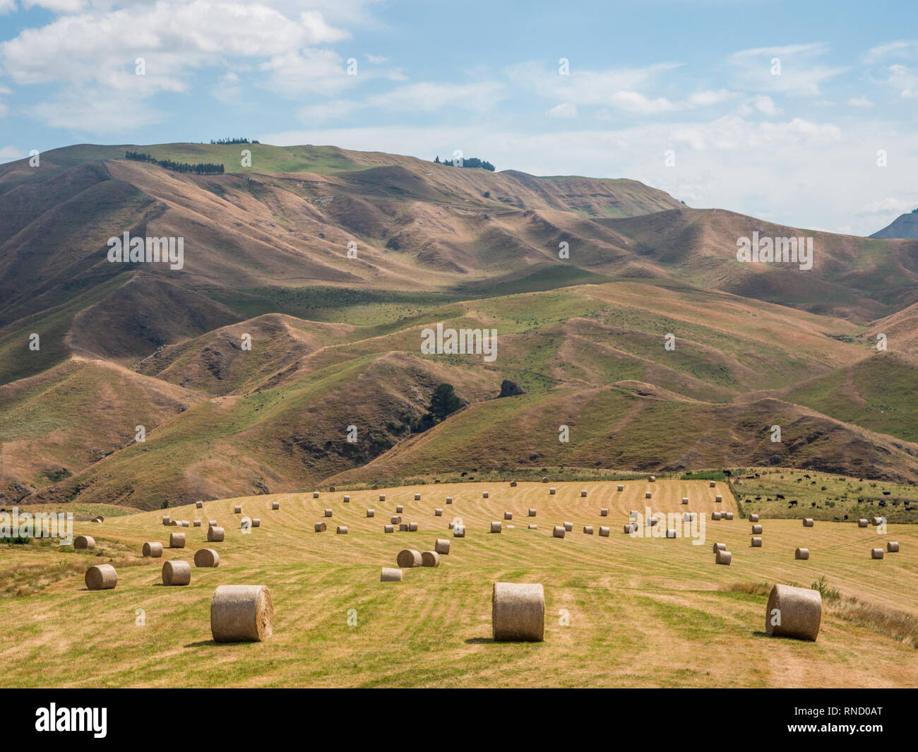 Large round hay bales scattered over a paddock field, beneath brown ...