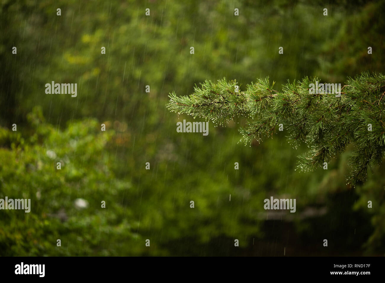 Tree branch under raindrops hi-res stock photography and images - Alamy