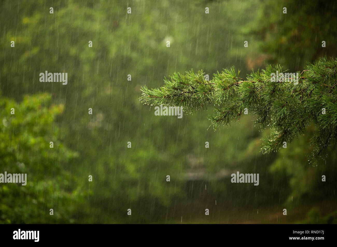 Tree branch under raindrops hi-res stock photography and images - Alamy