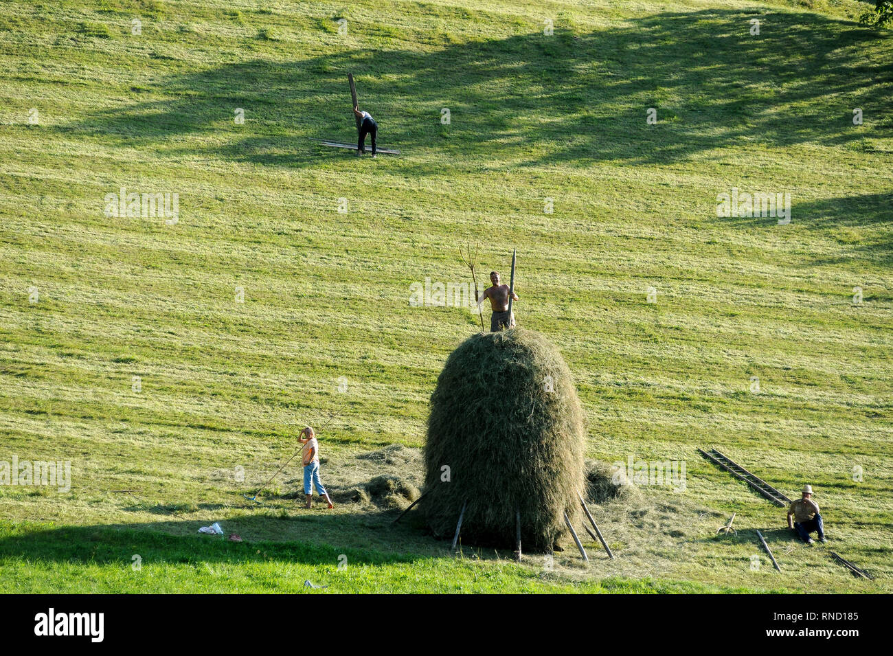 Giulesti High Resolution Stock Photography and Images - Alamy