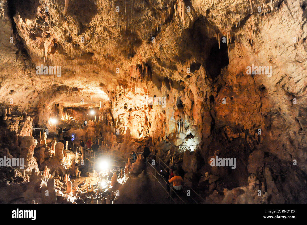 Pestera Ursilor (Bears' Cave) with 140 cave bear (Ursus spelaeus ...