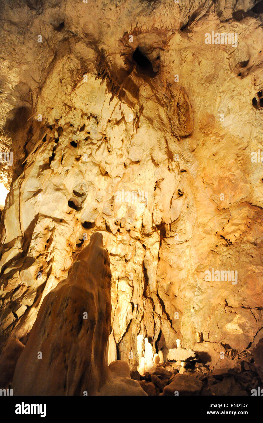Pestera Ursilor (Bears' Cave) with 140 cave bear (Ursus spelaeus ...