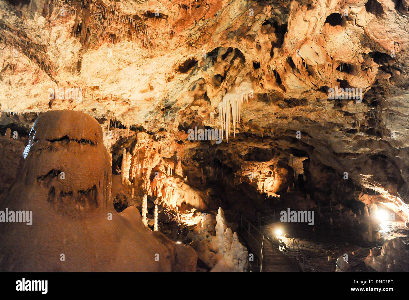 Romanian cave bear hi-res stock photography and images - Alamy