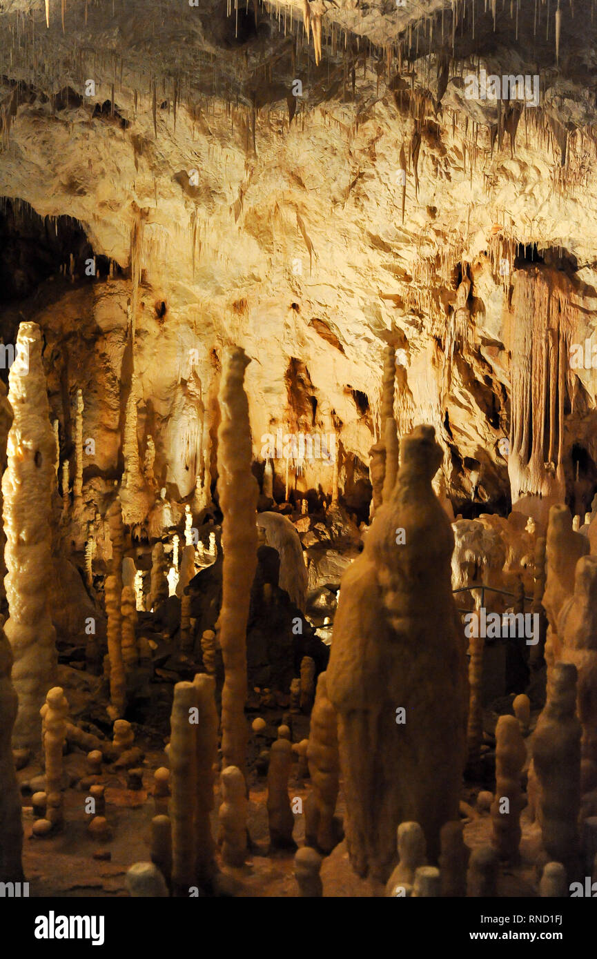 Pestera Ursilor (Bears' Cave) with 140 cave bear (Ursus spelaeus ...
