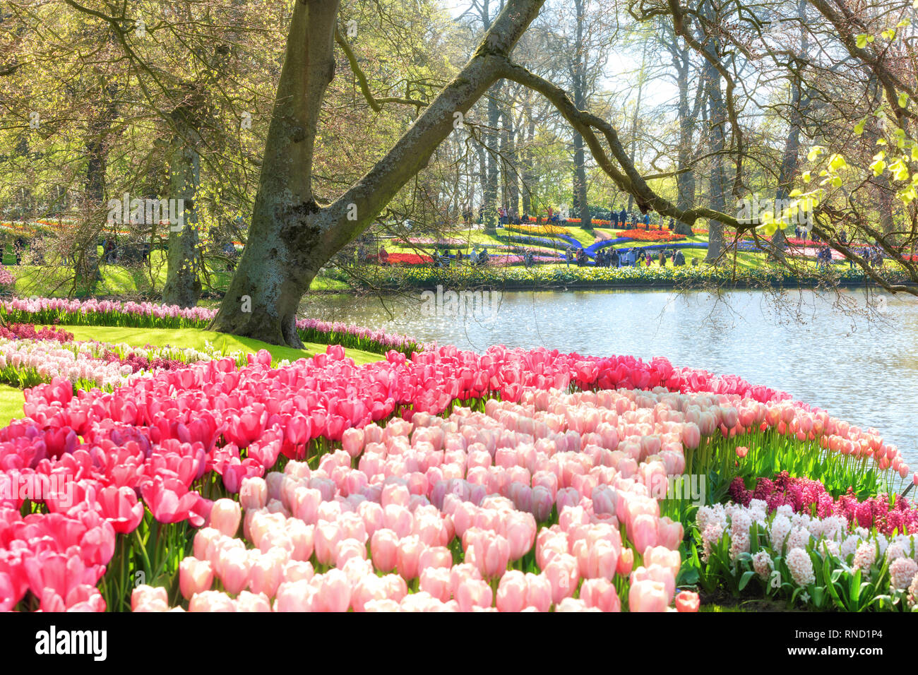 Keukenhof pond tulips hi-res stock photography and images - Alamy