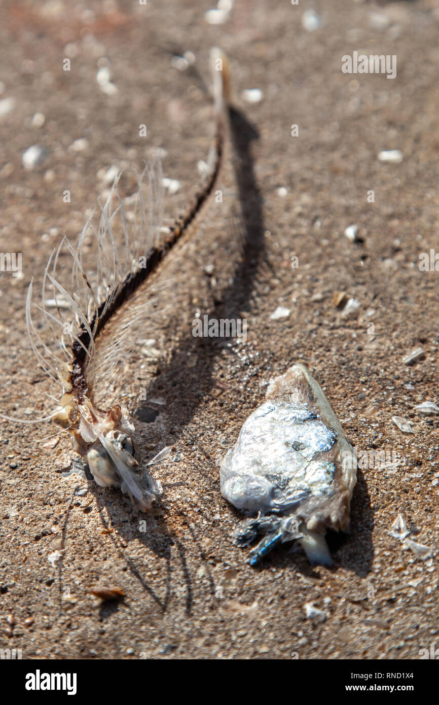 Fish Bones High Resolution Stock Photography and Images - Alamy