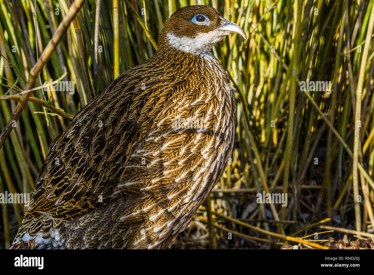 Impeyan Pheasant Female