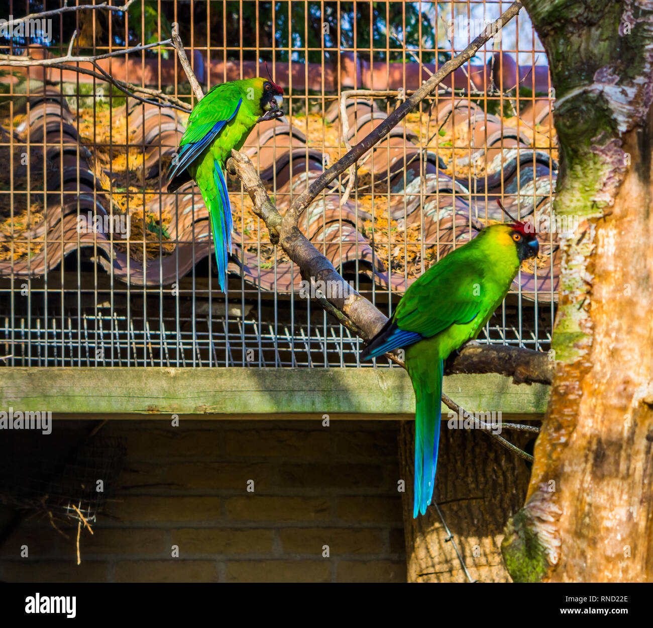 two horned parakeets sitting on a tree branch in the aviary, parrots ...