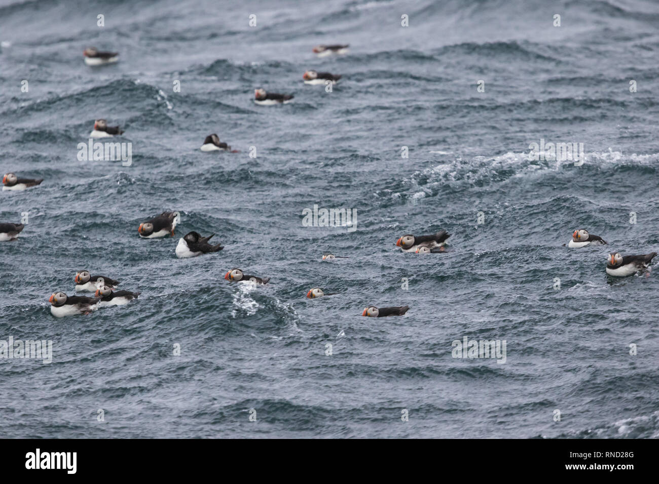 Atlantic puffin swimming hi-res stock photography and images - Alamy