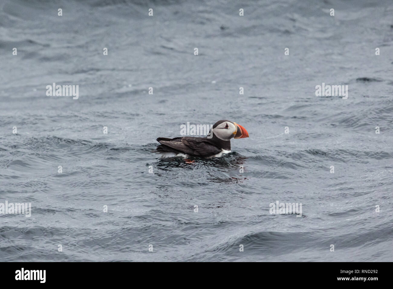 Atlantic puffin swimming hi-res stock photography and images - Alamy