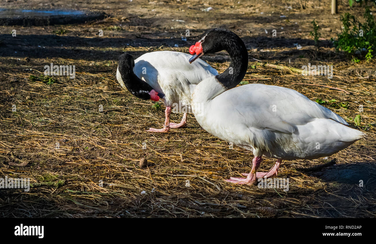 two black necked swans standing together, water Birds from America ...