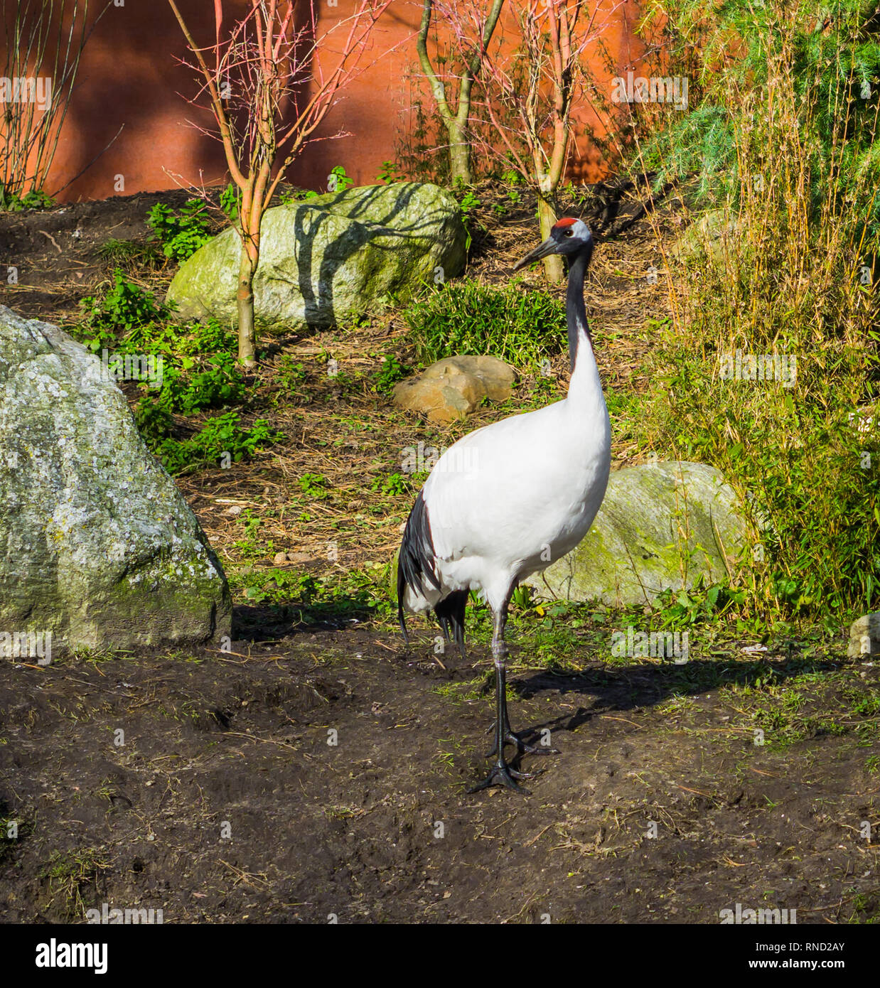 portrait of a red crowned crane standing at the water shore, Endangered ...