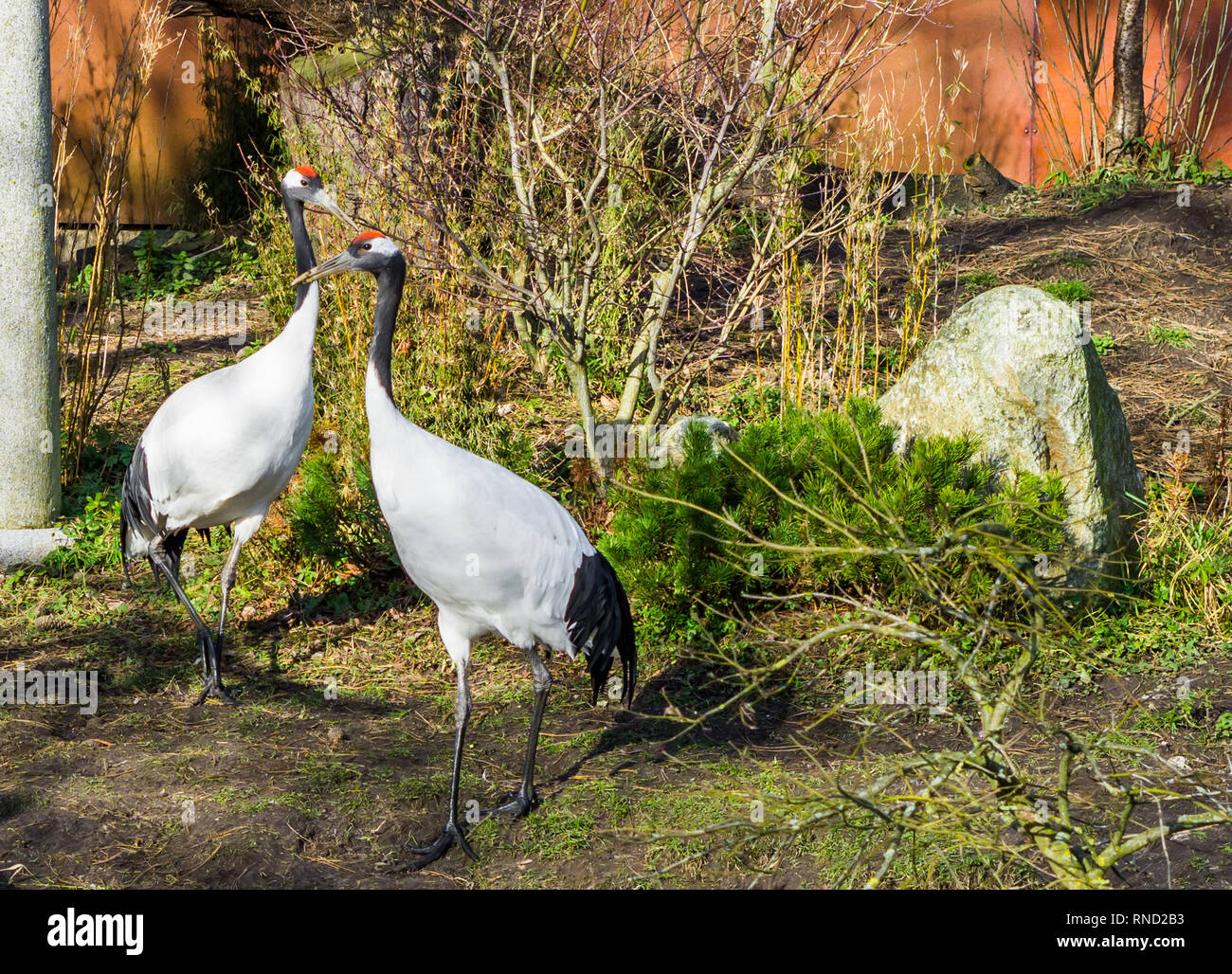 two japanese cranes together, endangered birds from Asia Stock Photo ...