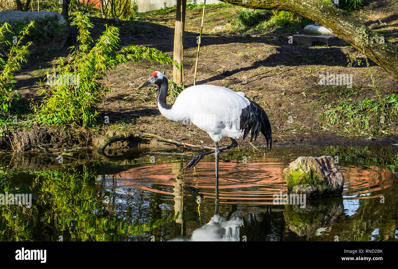 beautiful japanese crane standing in the water, Endangered bird specie ...
