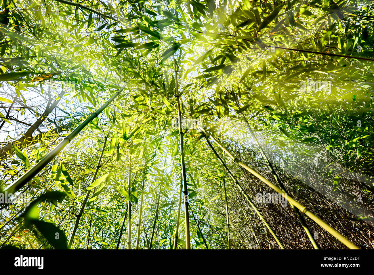 Green bambu in a beautiful sunlight Stock Photo - Alamy