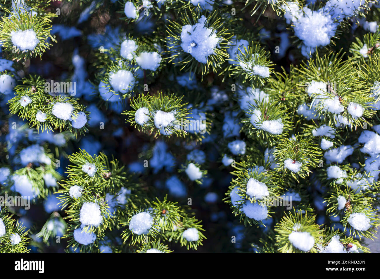 Needle bush hi-res stock photography and images - Alamy