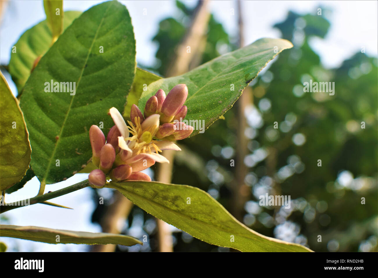 Natural image images hi-res stock photography and images - Alamy