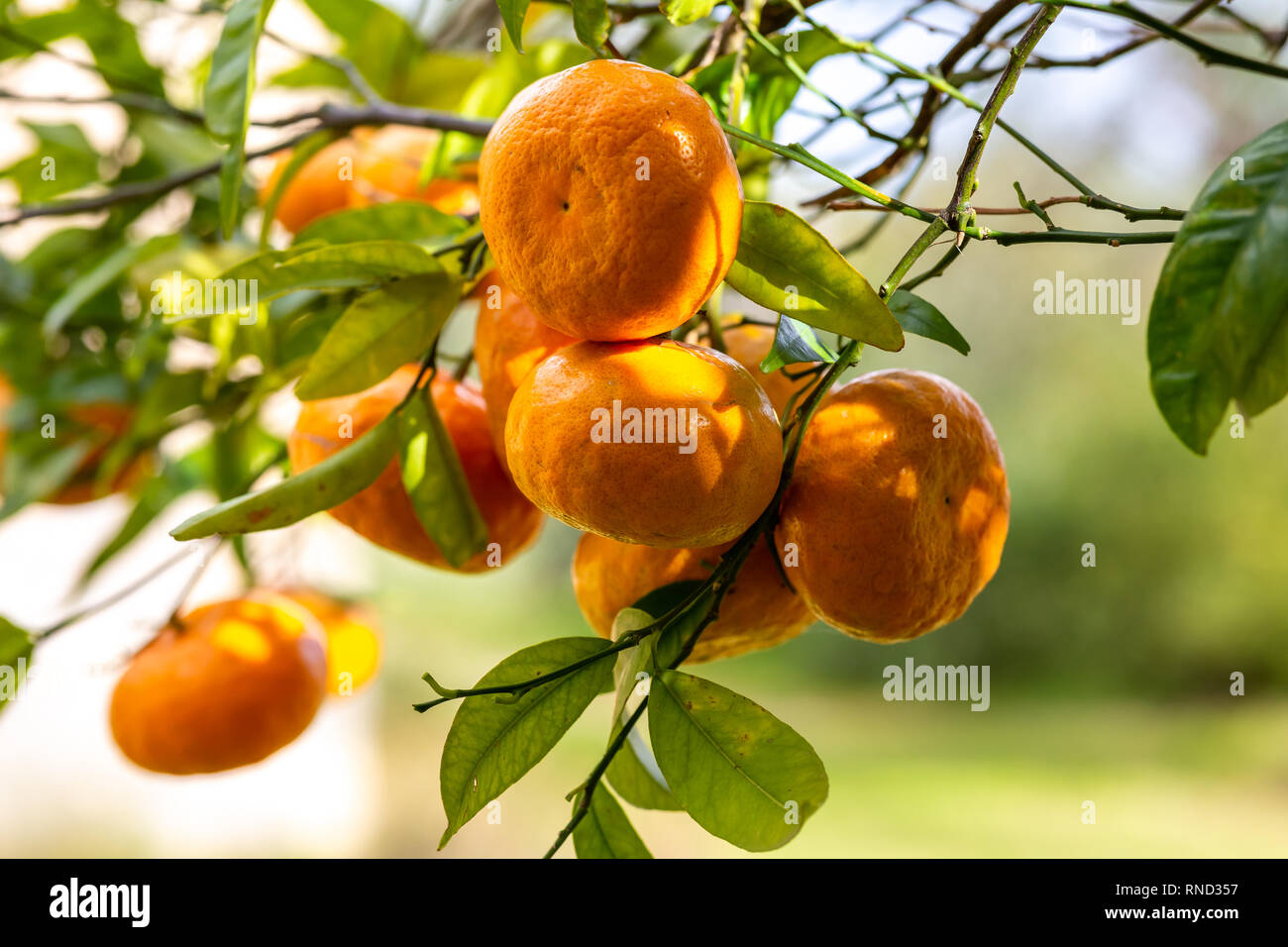 branch of mandarin tree with fruits Stock Photo - Alamy