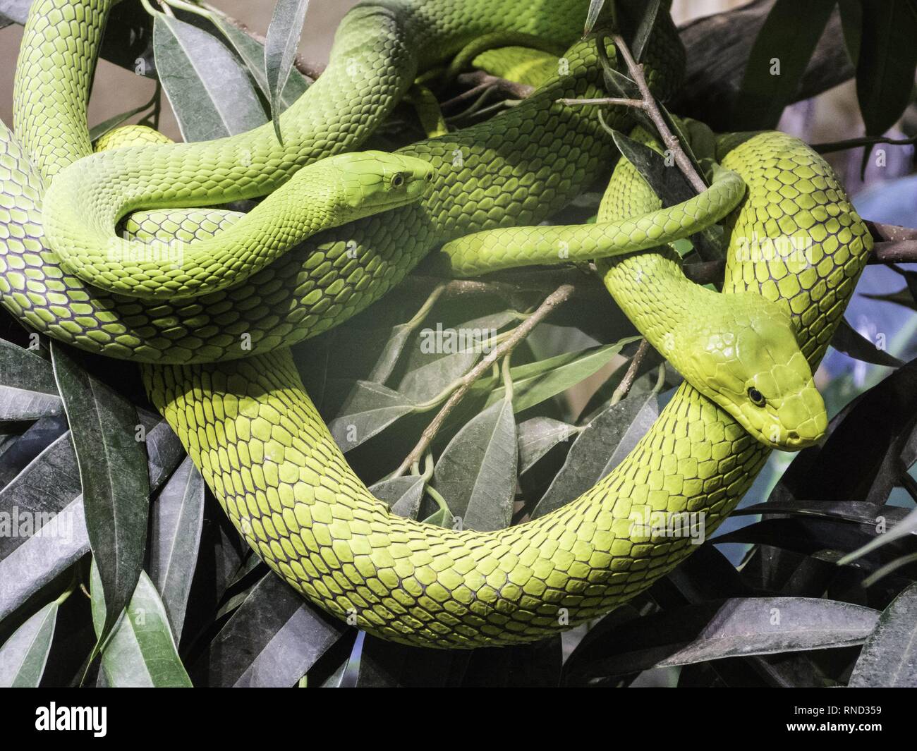 Mambas hi-res stock photography and images - Alamy