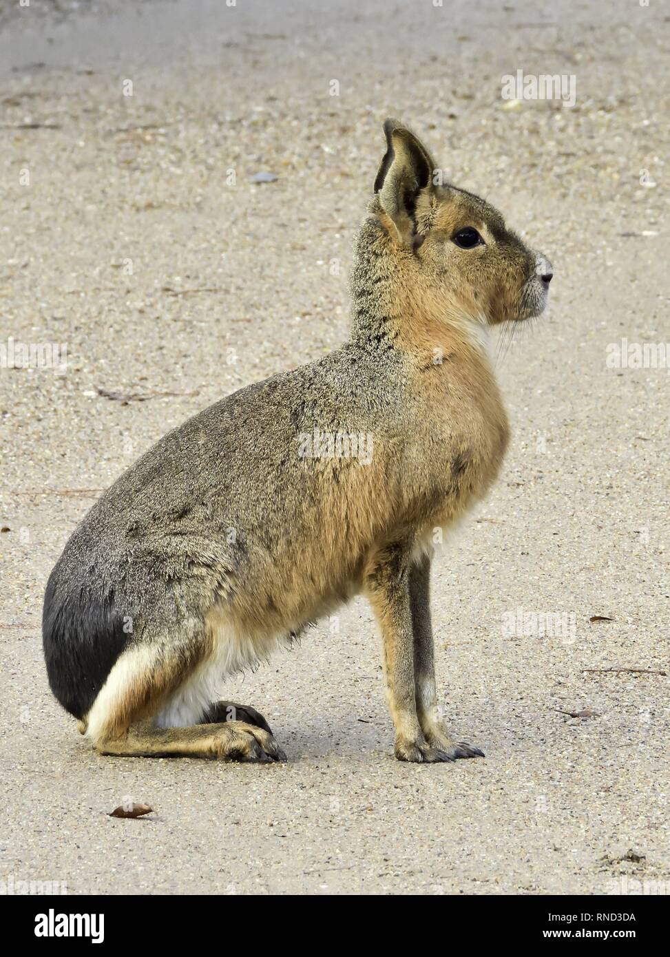 Patagonian Cavy, january 2019 | usage worldwide Stock Photo - Alamy