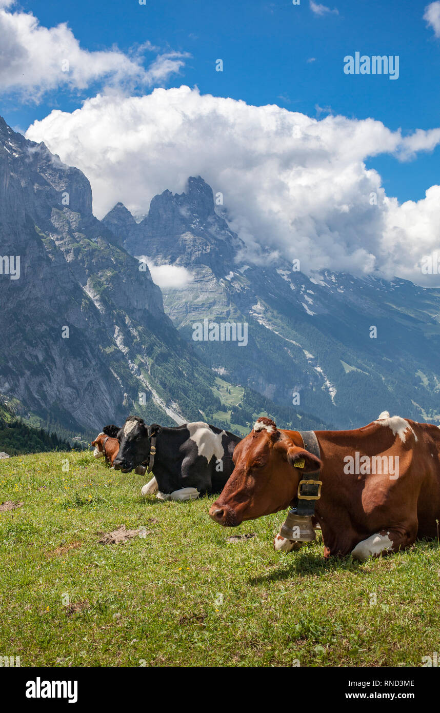 cattle herd in the grasslands high above Grindelwald with Eiger North ...