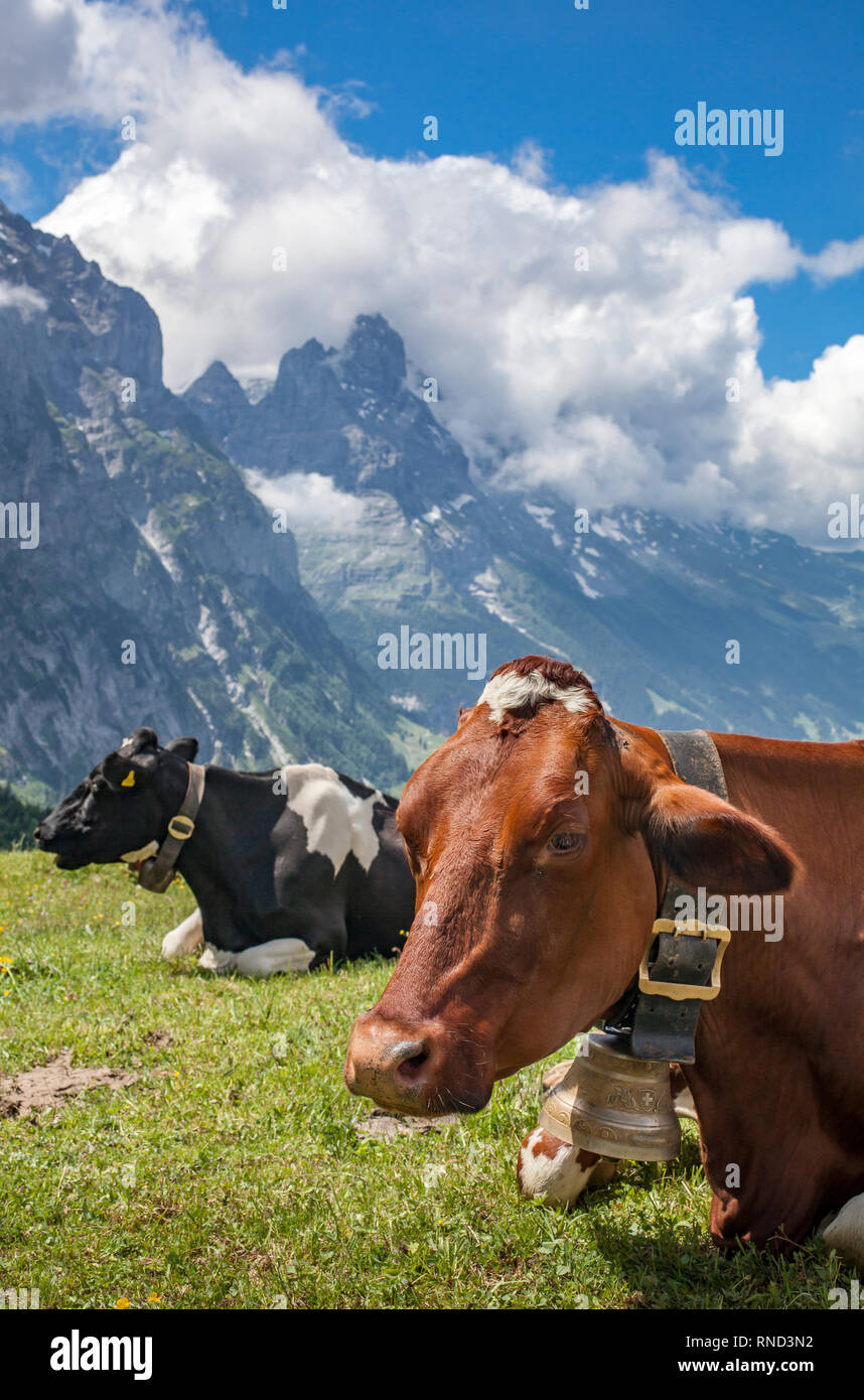 cattle herd in the grasslands high above Grindelwald with Eiger North ...