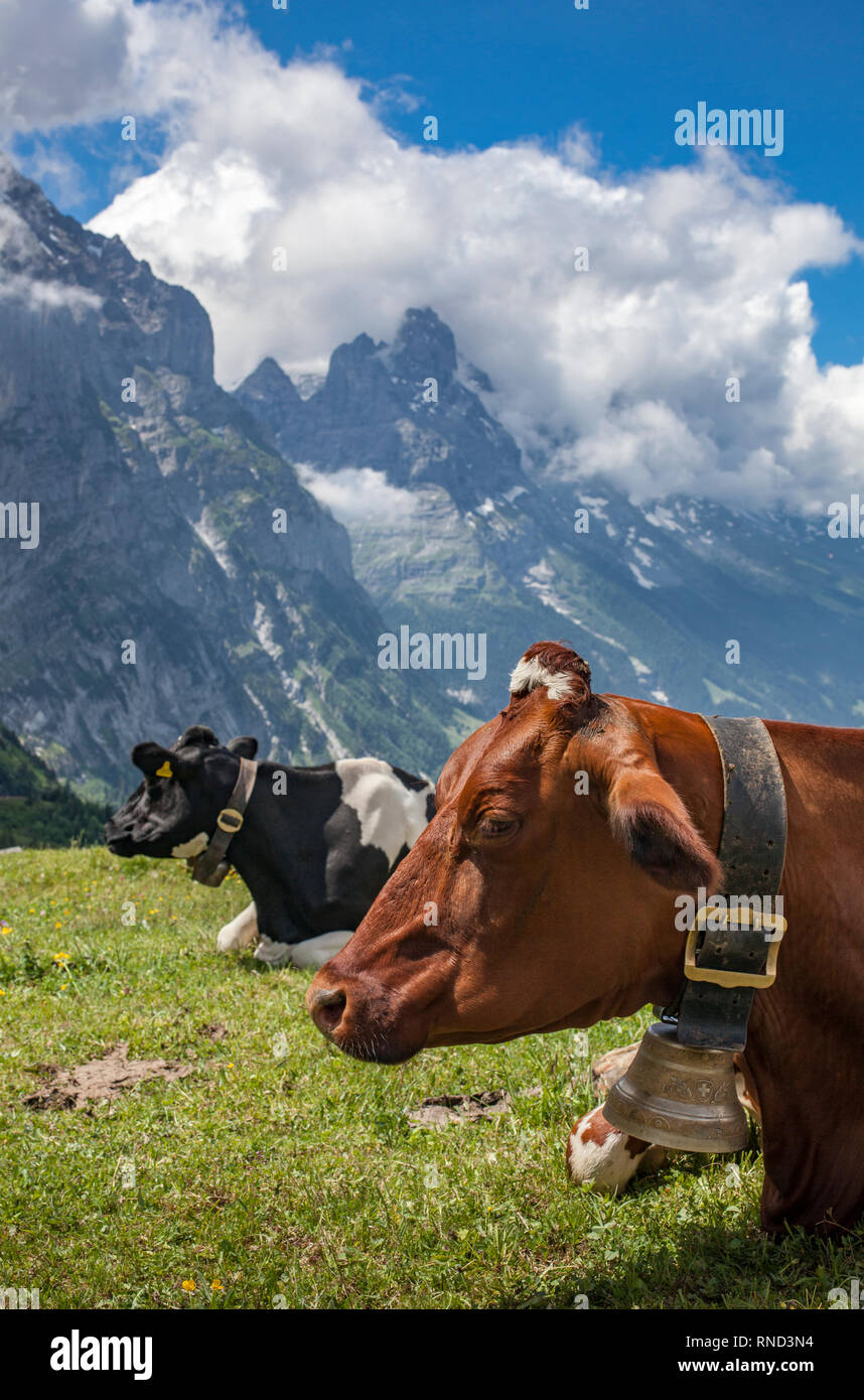 cattle herd in the grasslands high above Grindelwald with Eiger North ...