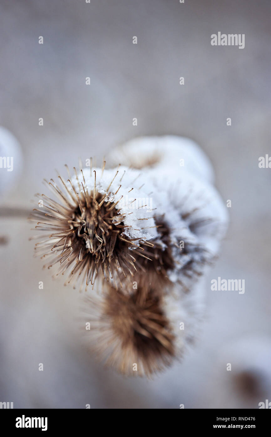 Common thistle hi-res stock photography and images - Alamy