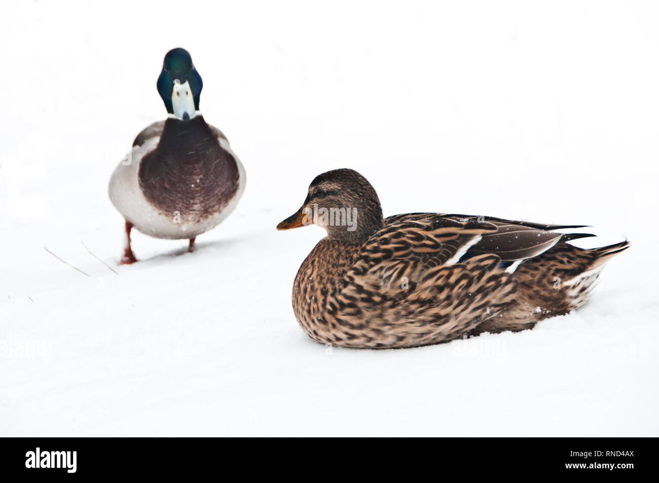 Male female mallard ducks hi-res stock photography and images - Alamy