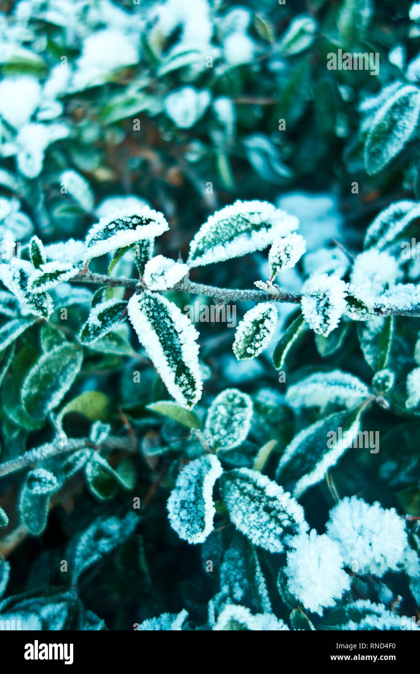 close up background of leaves with frost over it Stock Photo - Alamy