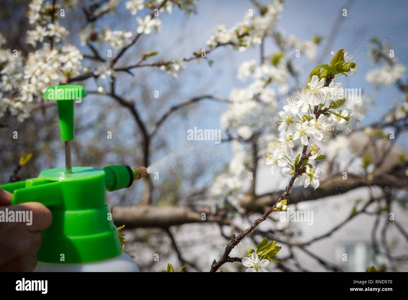 Farmer is sprinkling water solution on branches of cherry tree with ...
