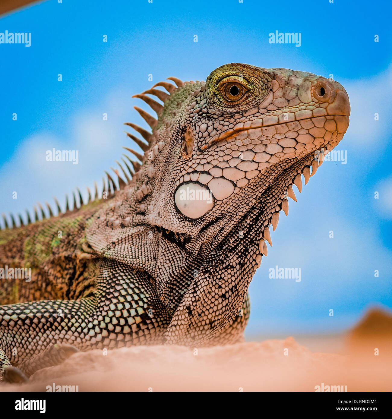 Iguana in the Wild, Close-up Iguana Stock Photo - Alamy