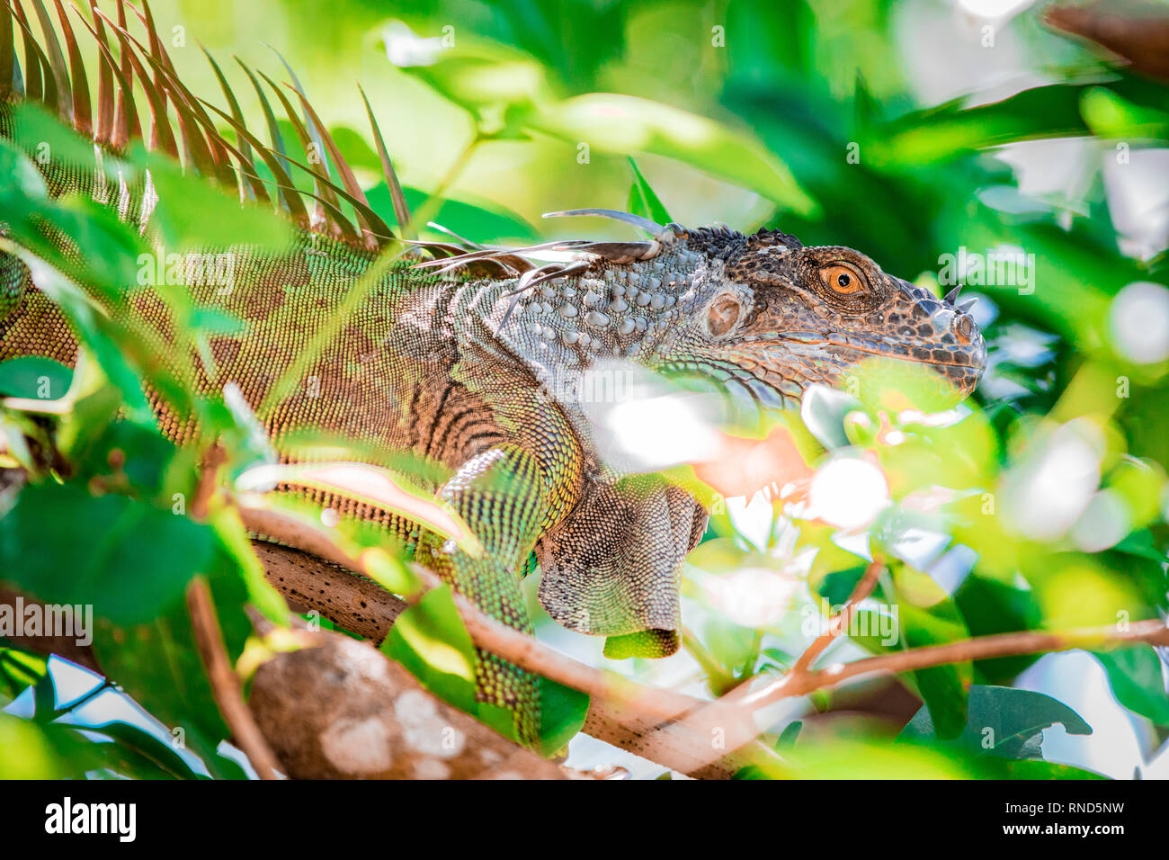 Iguana in the Wild, Close-up Iguana Stock Photo - Alamy