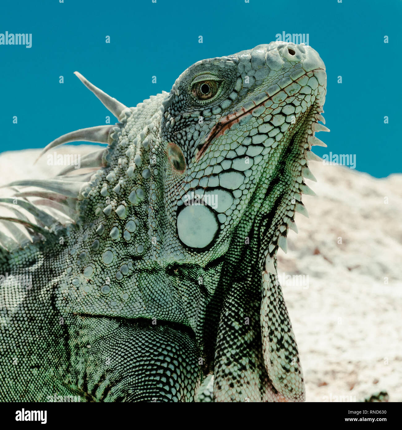 Iguana in the Wild, Close-up Iguana Stock Photo - Alamy