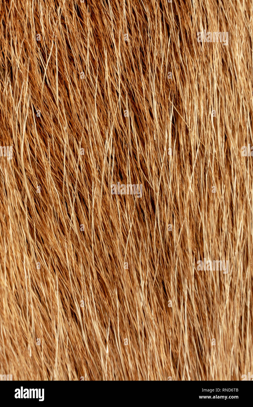 Mottled fur background hi-res stock photography and images - Alamy