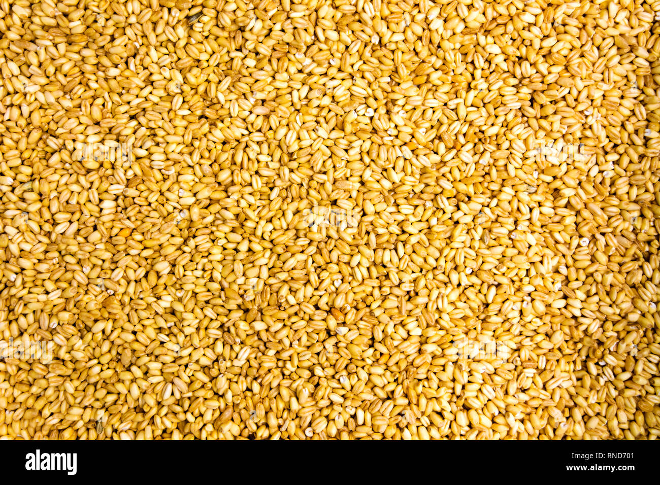 Wheat cereal grains making a background pattern Stock Photo - Alamy