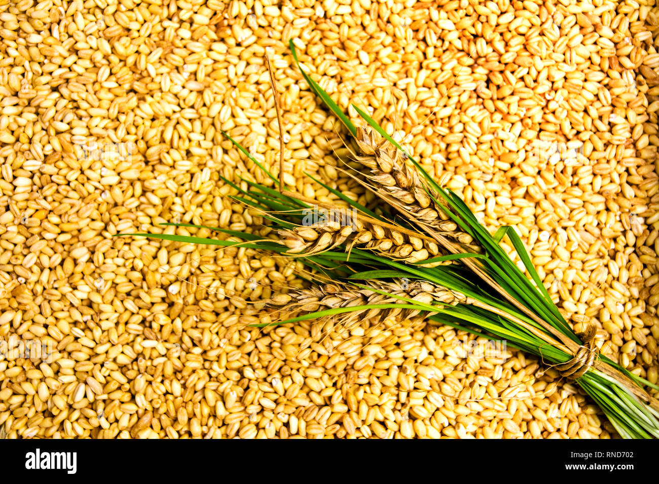 Wheat cereal grains and a branch background pattern Stock Photo - Alamy