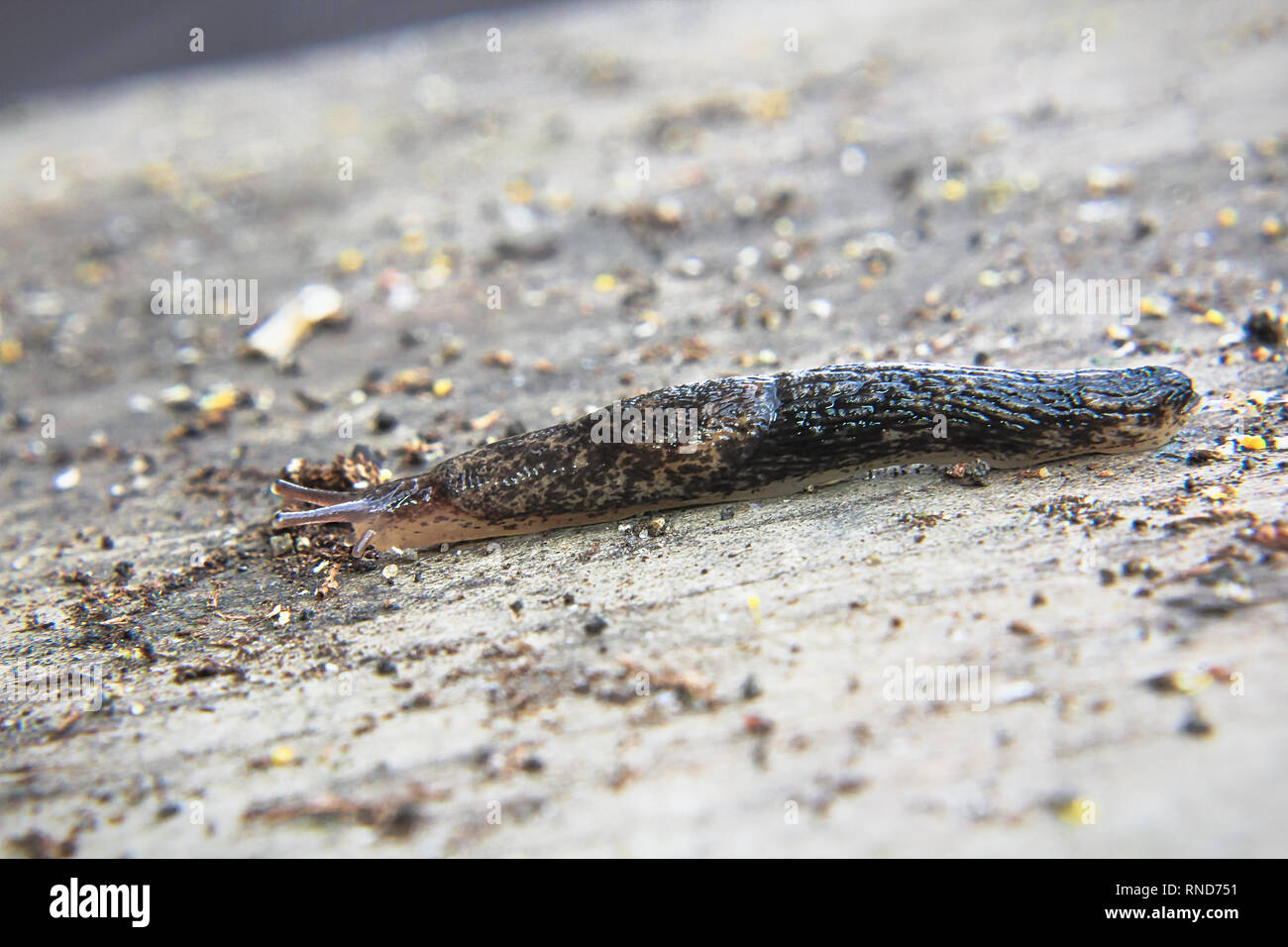 Slug detail hi-res stock photography and images - Alamy